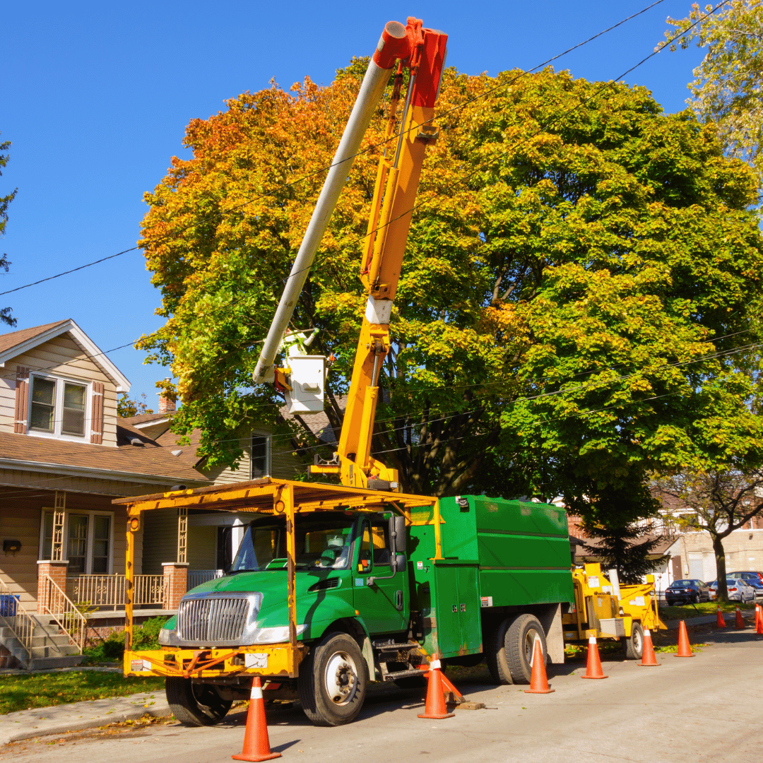 Branch Removal Service: Essential Guide to Keeping Your Trees Healthy ...