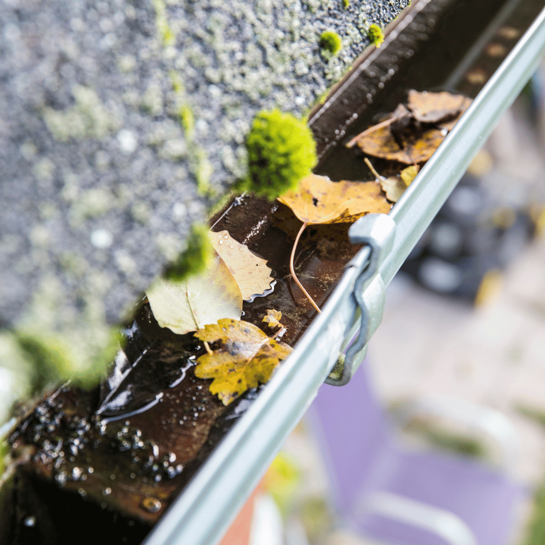 Causes, Prevention, and How to Keep Your Gutters Clean and Mold-Free ...